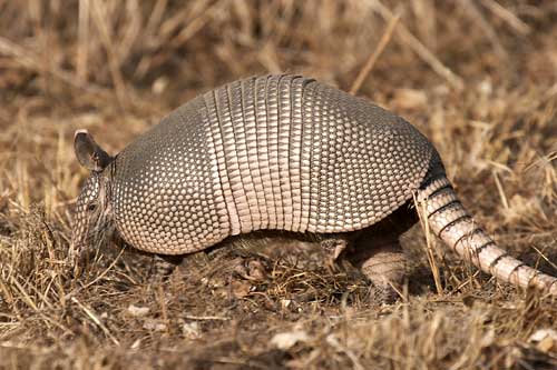 Asociacion Mexicana de Papiroflexia: Armadillo
